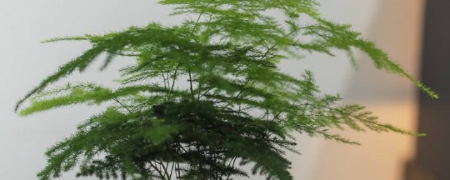 云竹根太多可以剪掉么 文竹的根太多能剪一点吗伊秀经验